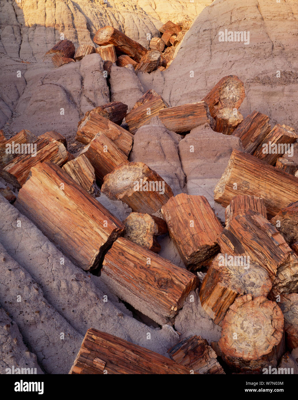 Fossilized Trees Sections High Resolution Stock Photography and Images ...