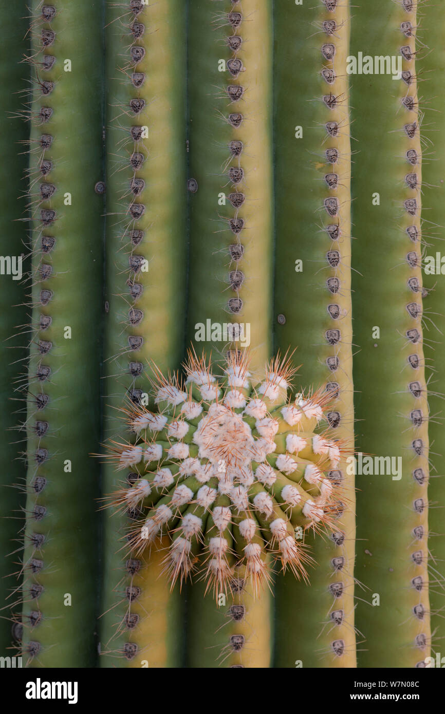 Limb patterns hi-res stock photography and images - Alamy