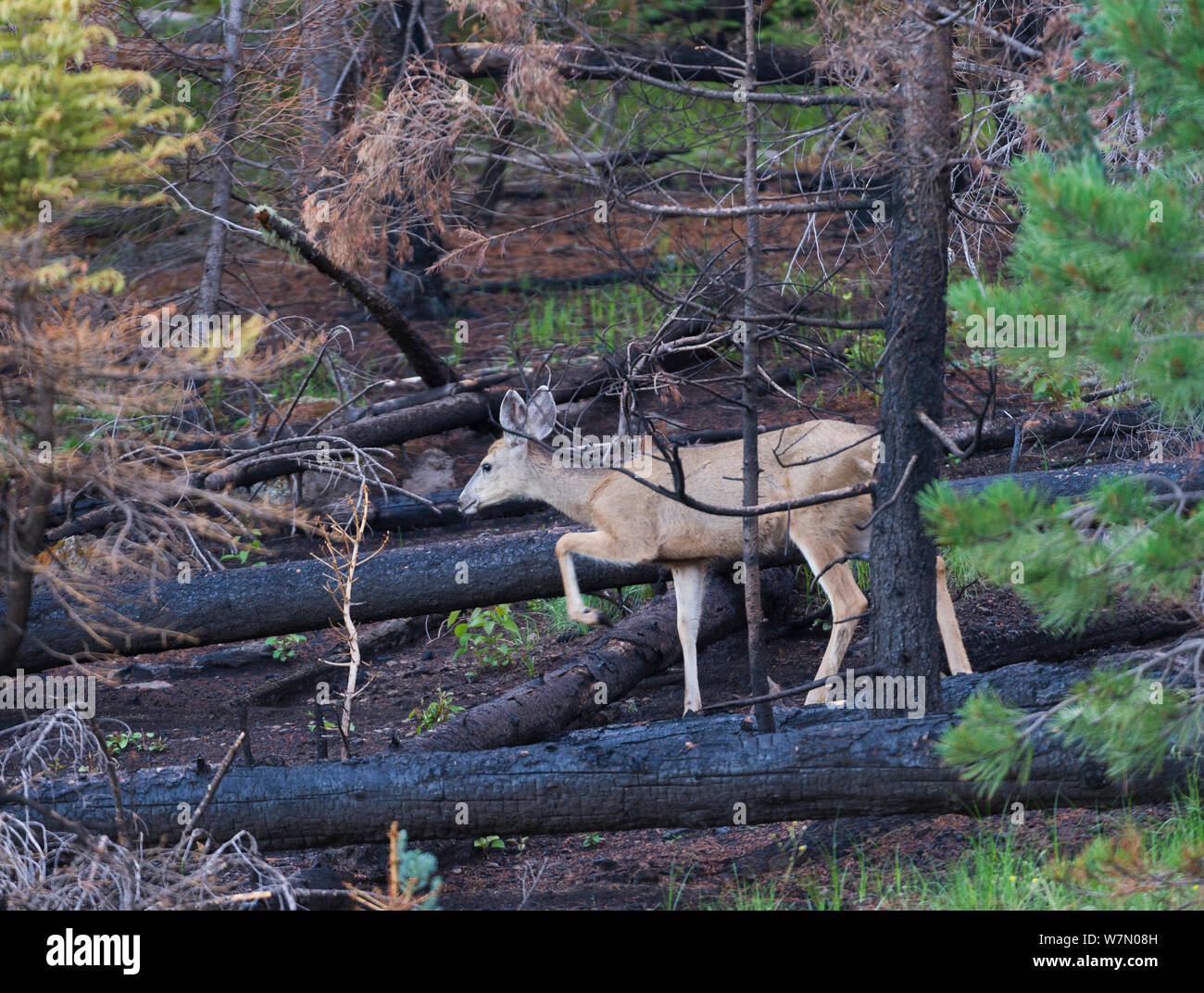 Mule deer (Odocoileus hemionus) in burnt forest, devastation of the ...