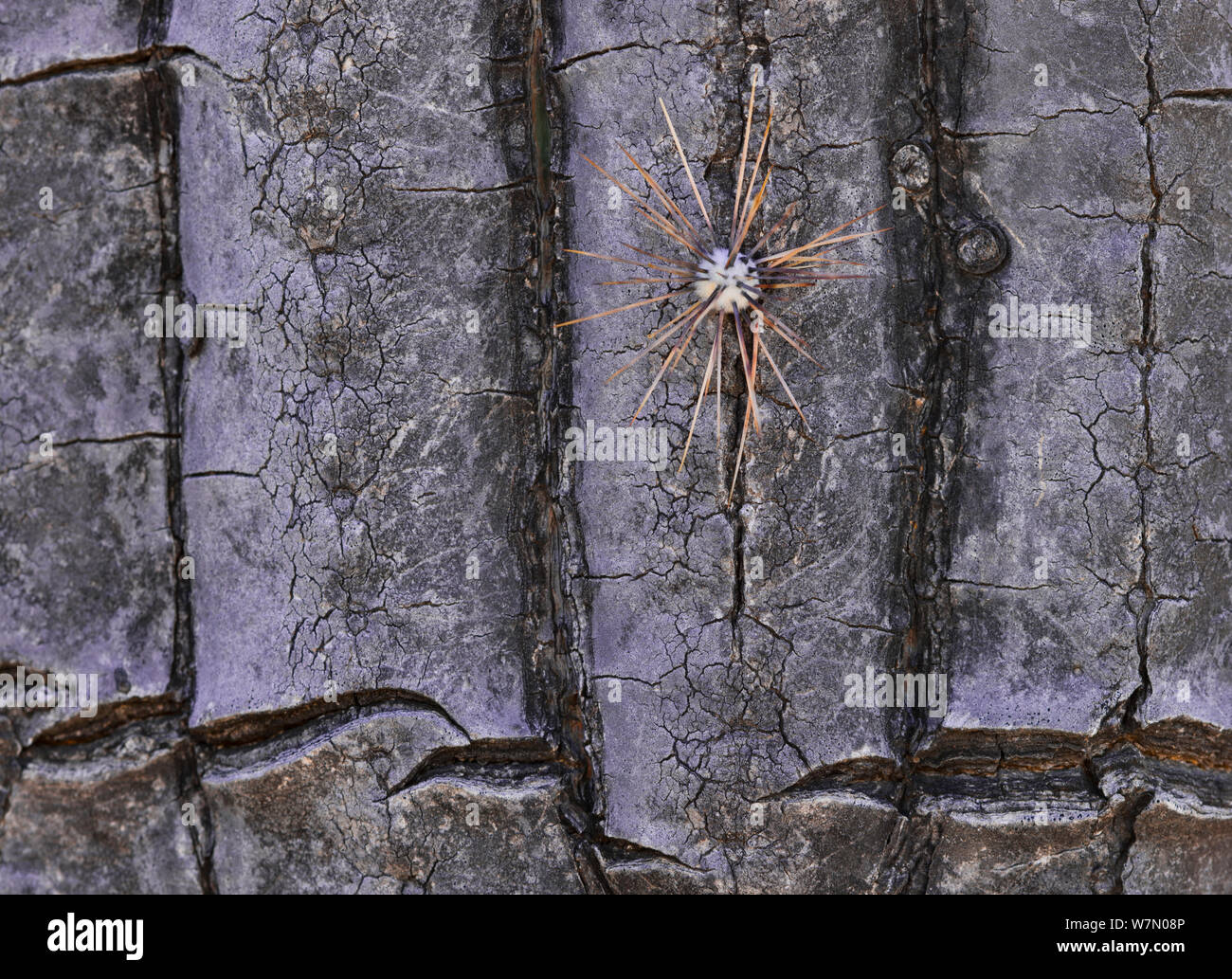 Saguaro cactus (Carnegiea gigantea) spine patterns with weathered 'skin ...