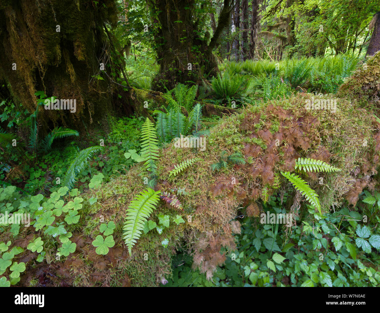 Big leaf maple trees hi-res stock photography and images - Alamy