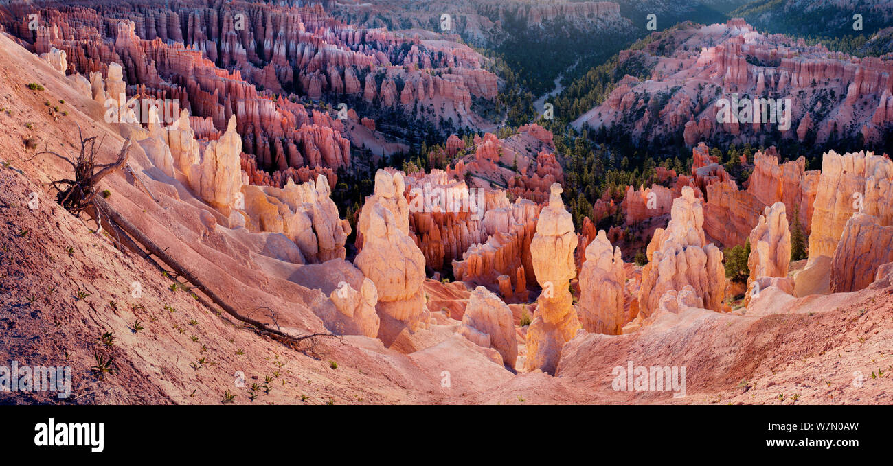 Calcium carbinate hoodoos with reflected light of dawn above the ...
