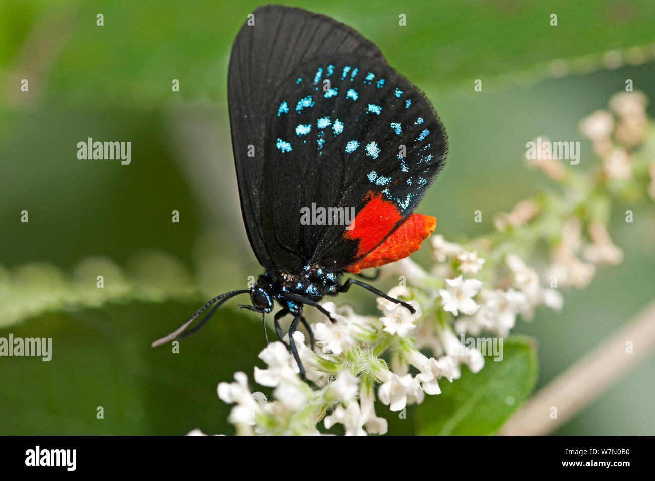 Atala butterfly / Florida atala butterfly (Eumaeus atala) gathering ...