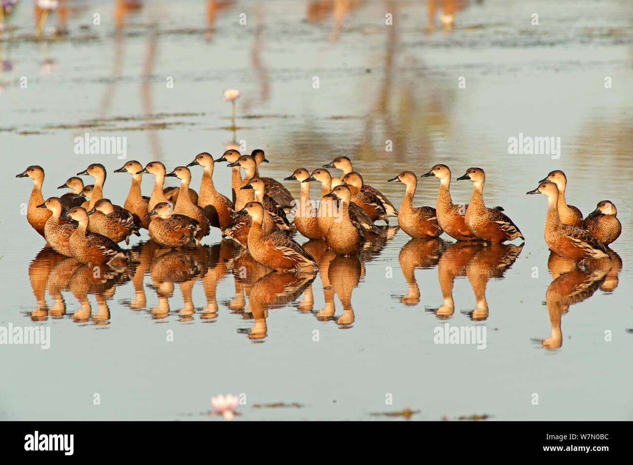 Wyndham reserve hi-res stock photography and images - Alamy