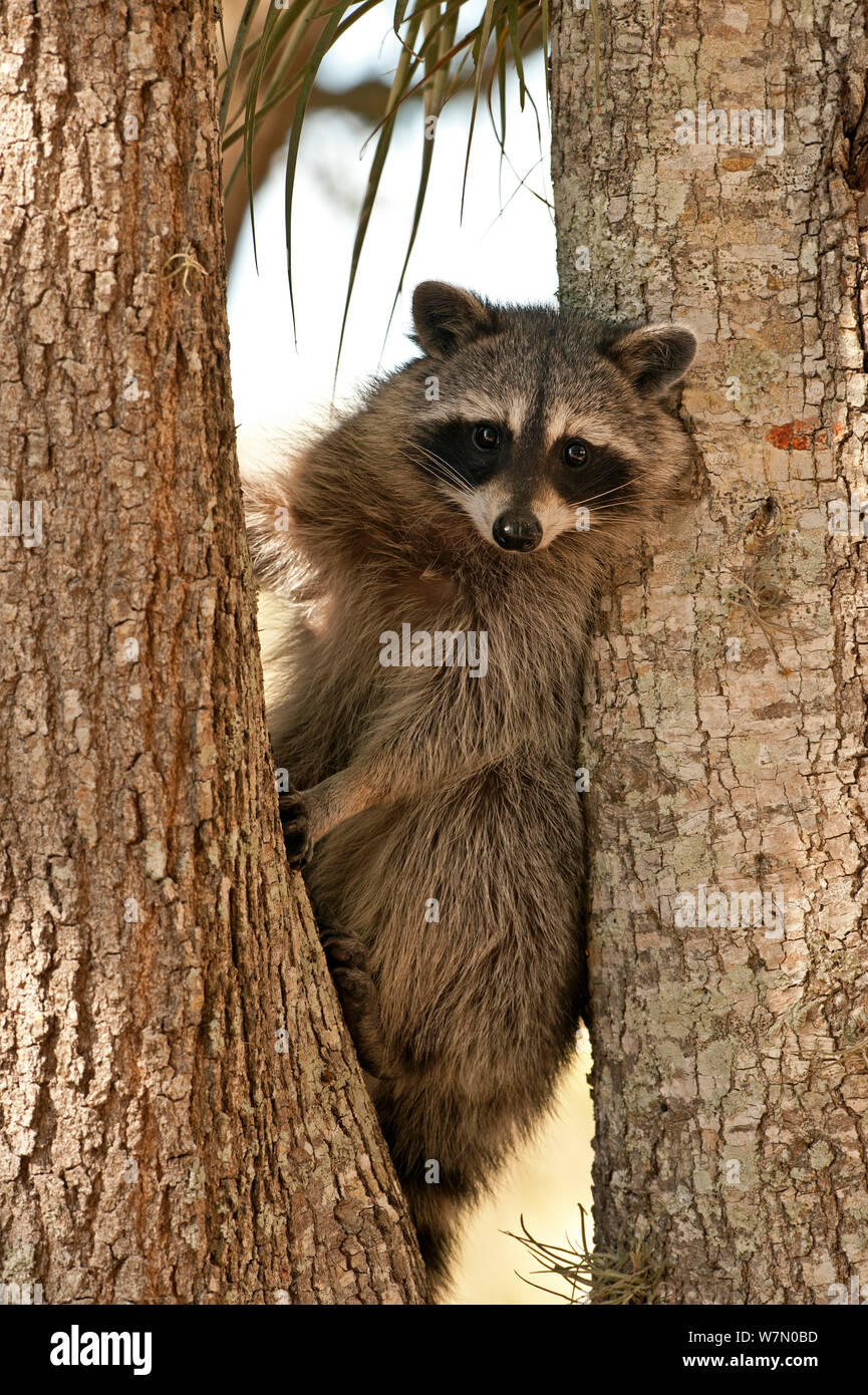 Common raccoon (Procyon lotor), Naples, Southwest Florida, USA, March ...