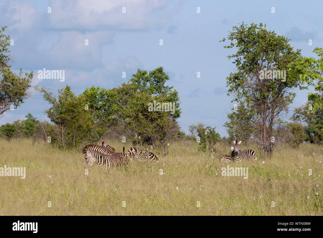 Africa bushveld hi-res stock photography and images - Alamy