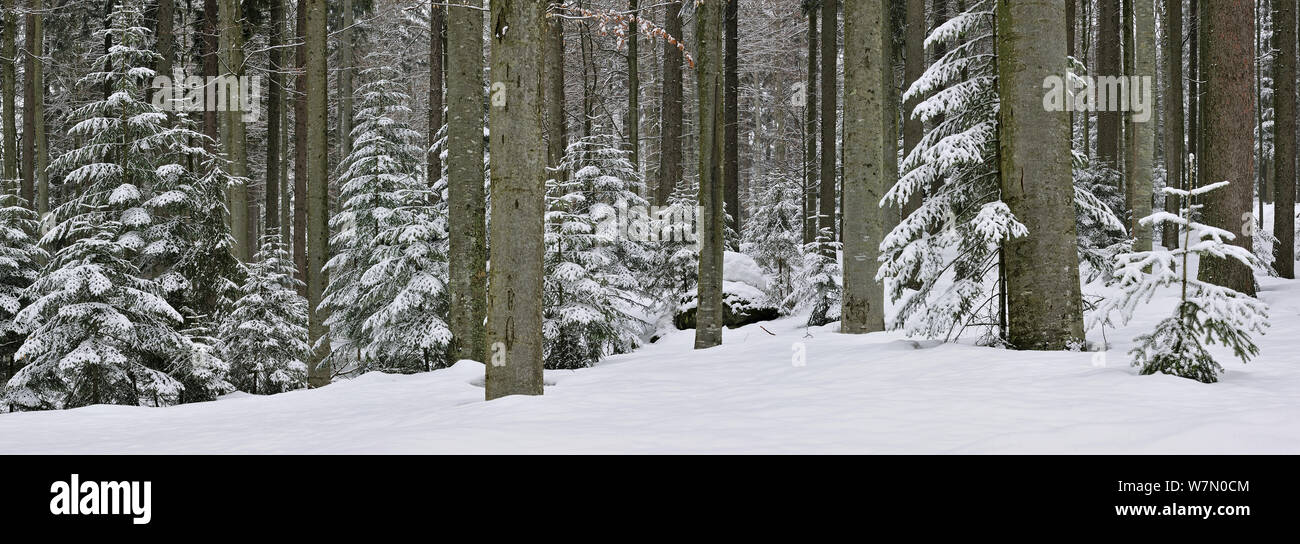 European beech trees (Fagus sylvatica) with Pine trees (Pinus) in ...