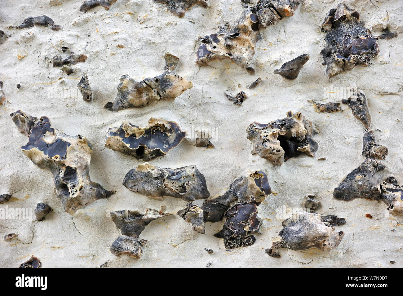 Flint in chalk hi-res stock photography and images - Alamy
