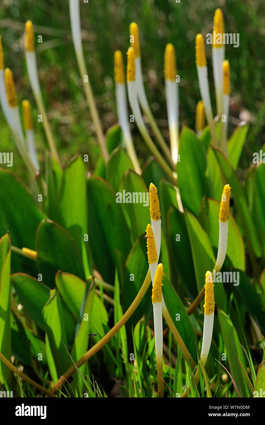Golden Club (Orontium aquaticum) in pond, native to North America ...