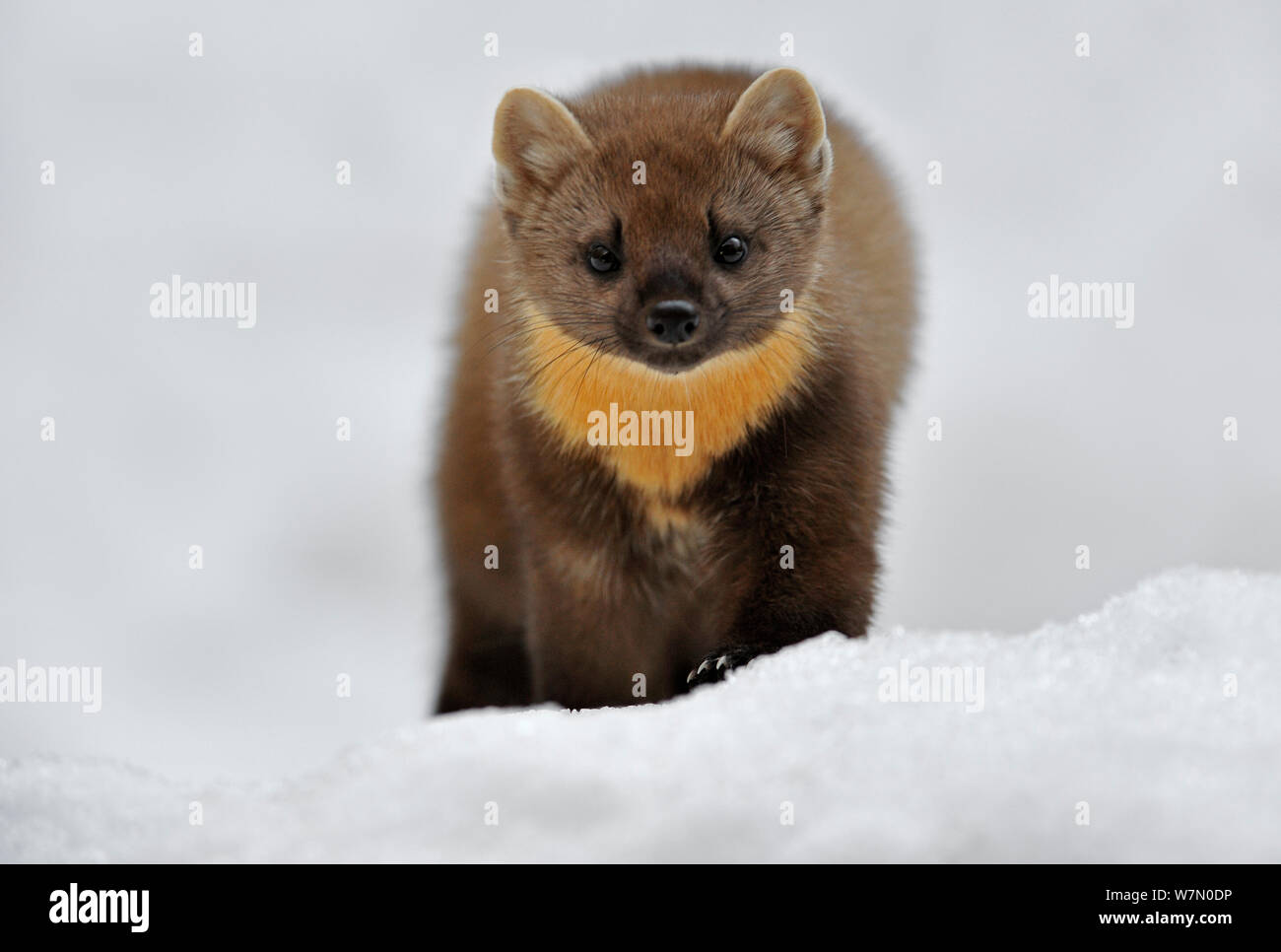 European pine marten snow hi-res stock photography and images - Alamy