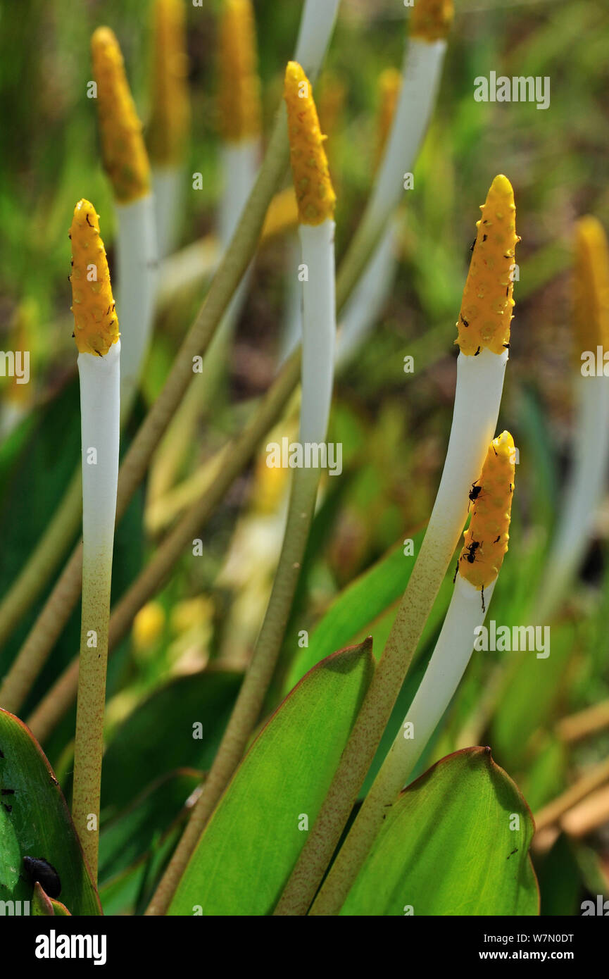 Golden club hi-res stock photography and images - Alamy