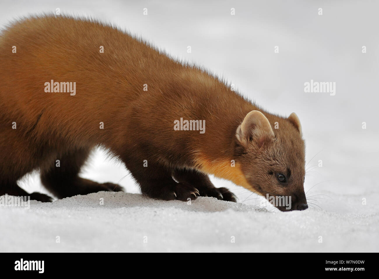 European pine marten snow hi-res stock photography and images - Alamy