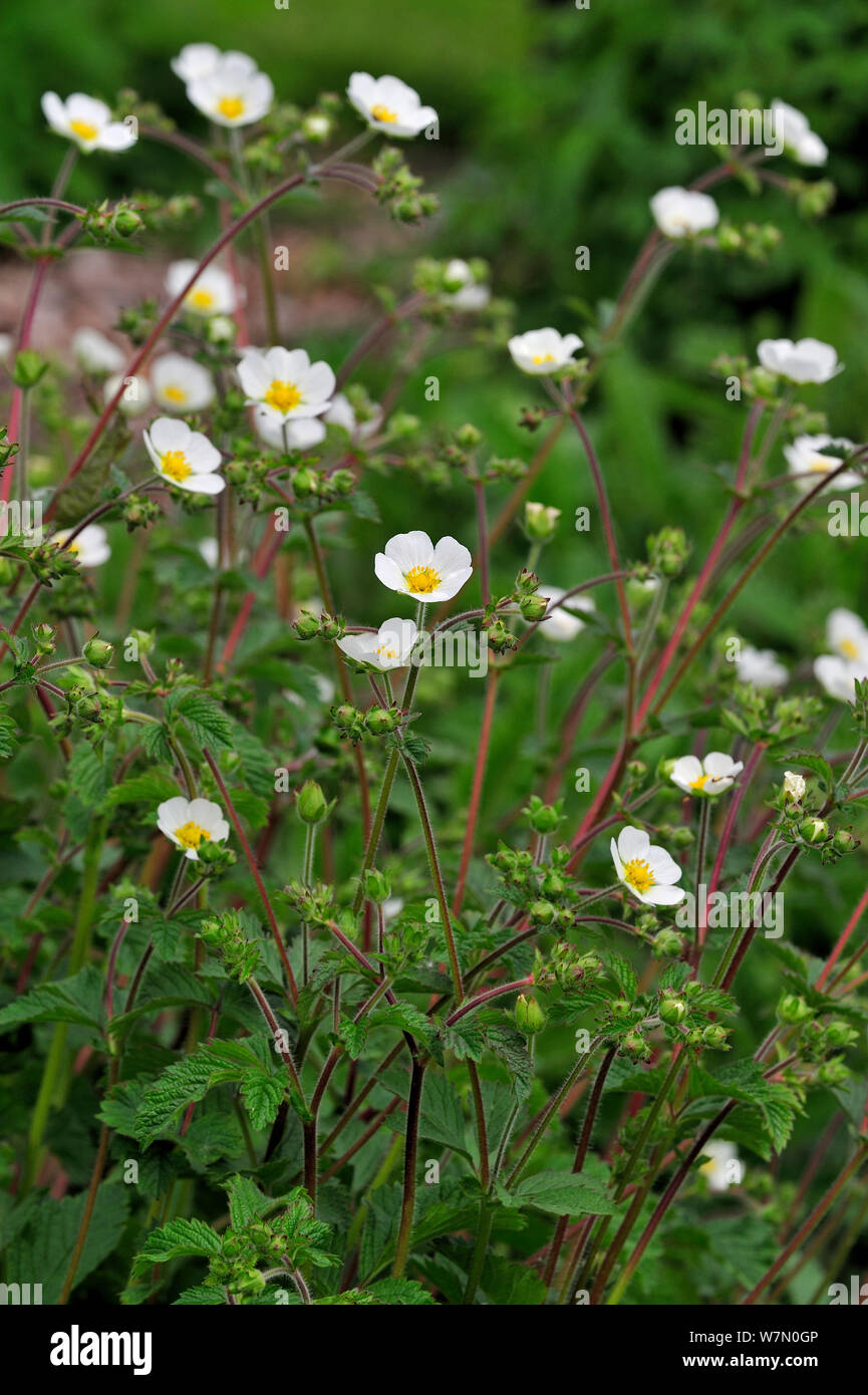 Rock Cinquefoil (Potentilla rupestris) in flower, National Botanic ...