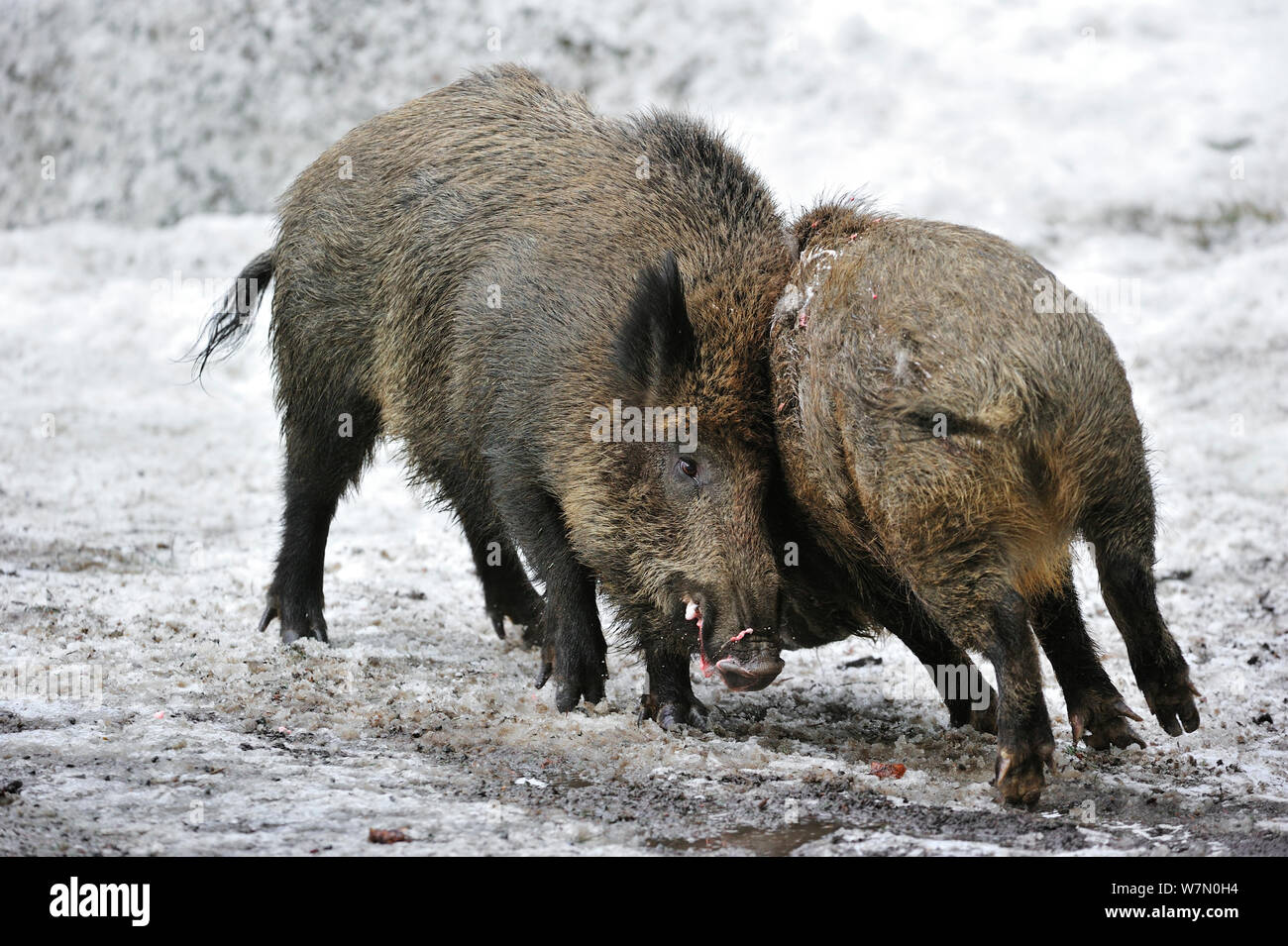 Two Wild boars (Sus scrofa) fighting in the snow, captive, Bavarian ...