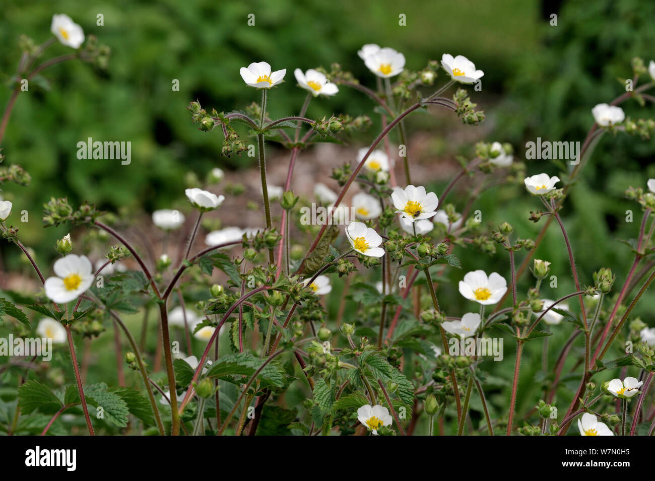Rock Cinquefoil (Potentilla rupestris) in flower, National Botanic ...