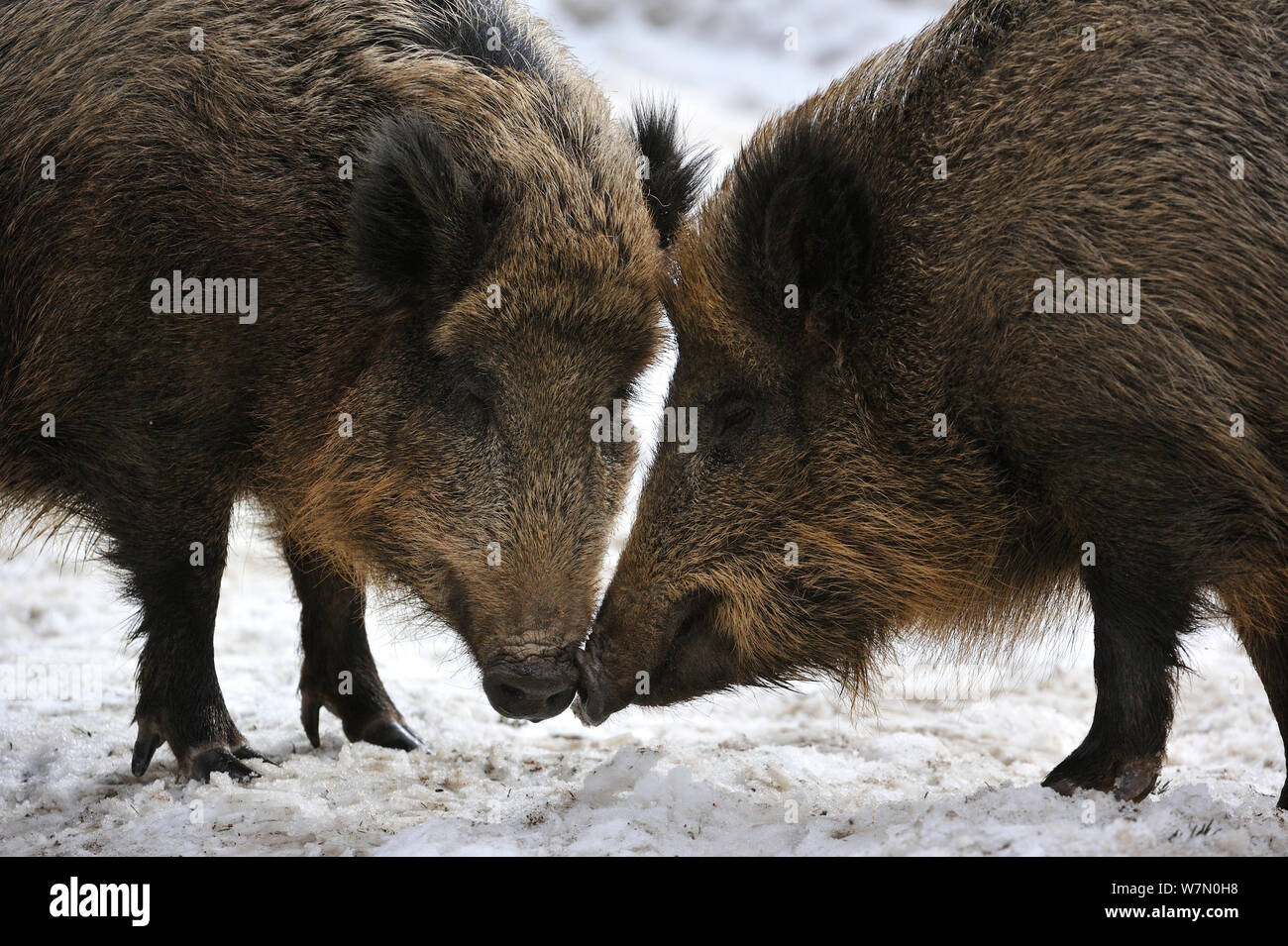 Pigs snow hi-res stock photography and images - Alamy