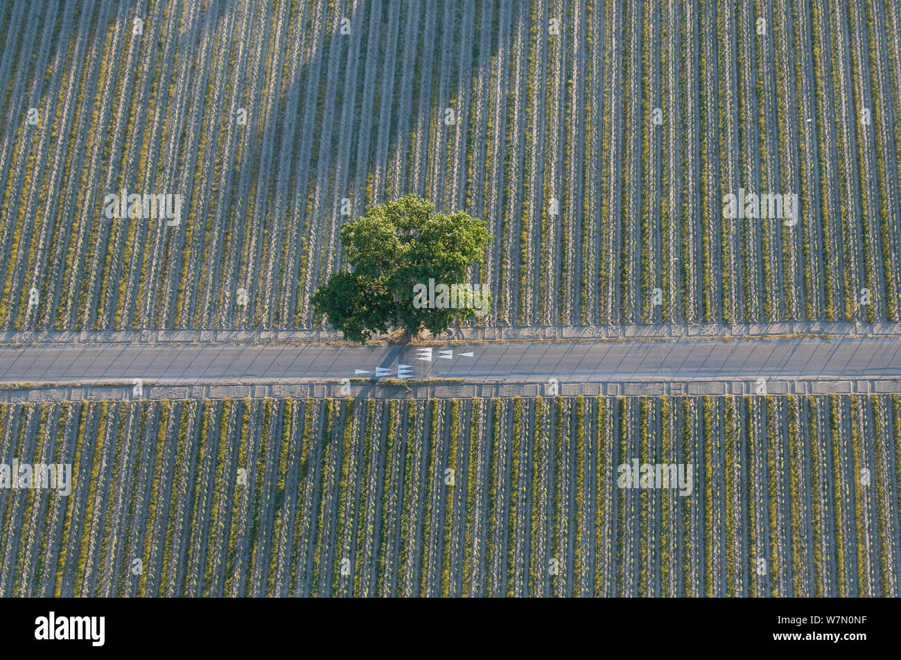 Aerial view of isolated tree and road through vineyard, Petite Camargue ...