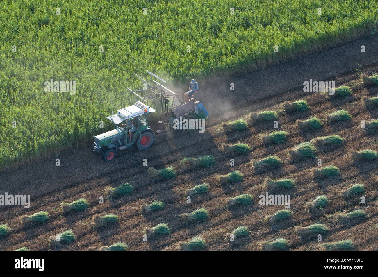 Aerial view of tractor harvesting crop of Reed (Phragmites australis ...