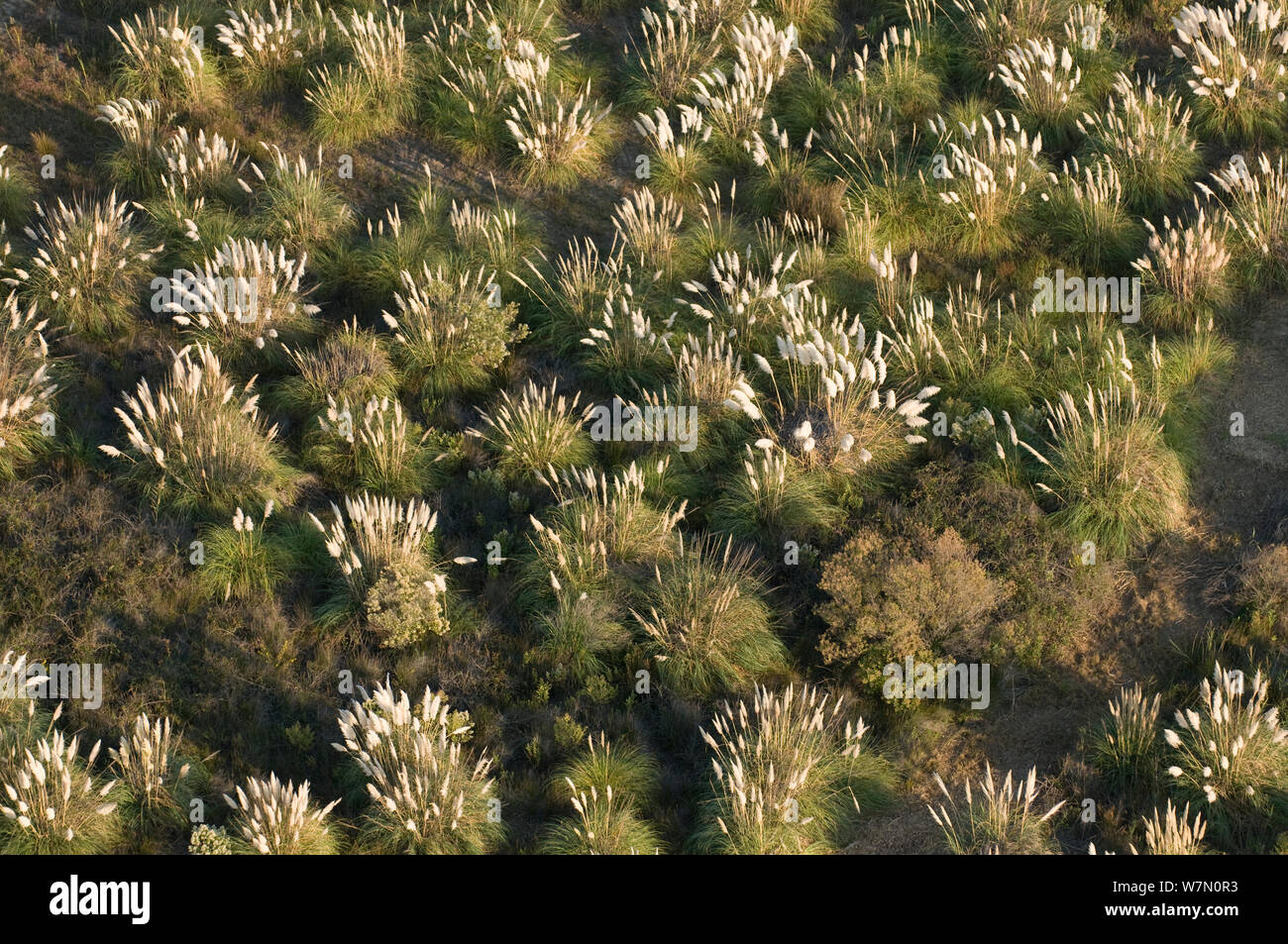 Aerial View Of Clumps Of Pampas Grass Cortaderia Seloana An Invasive