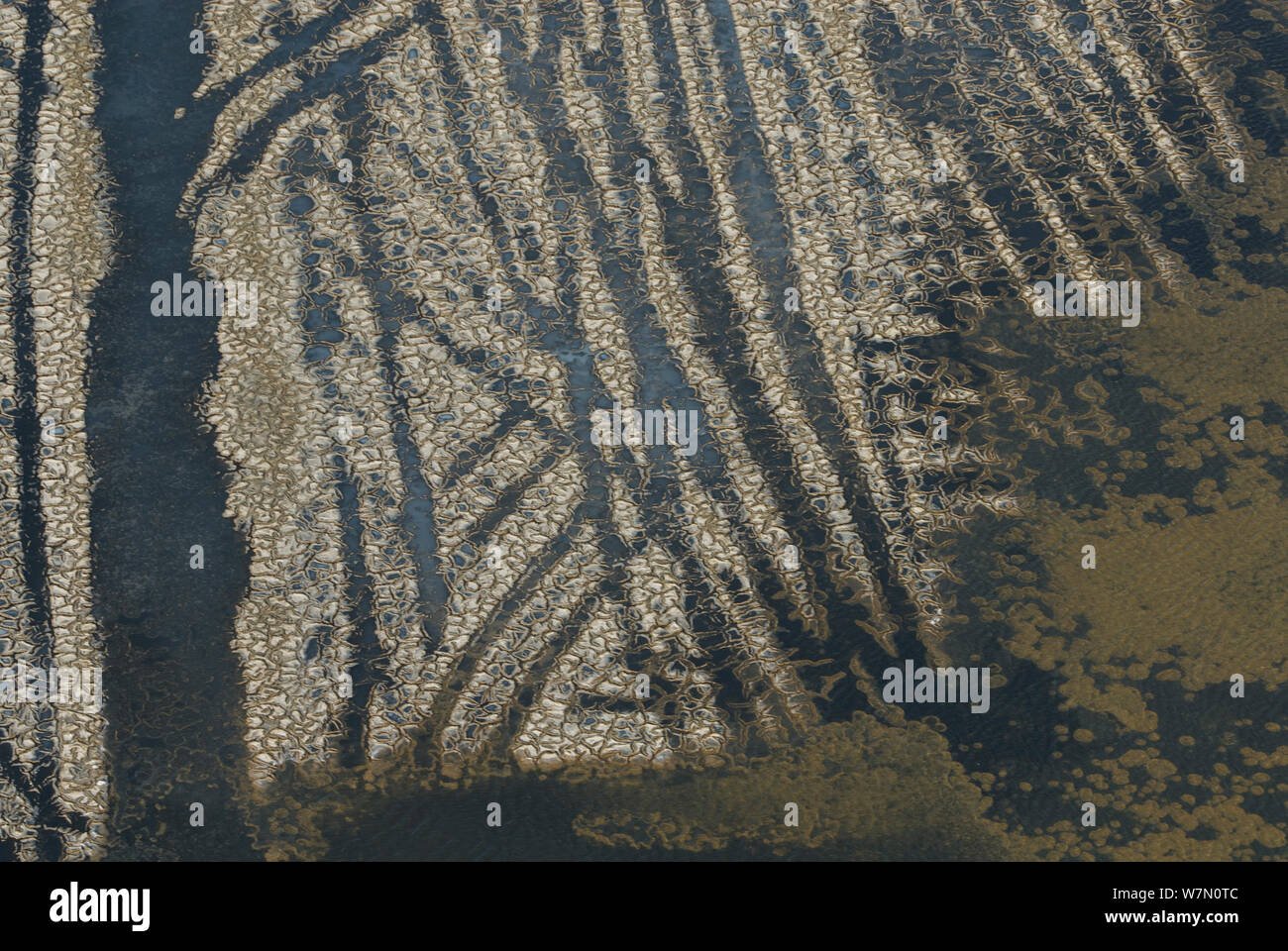 Aerial view of dry lagoon with salt crust in marshes, Camargue ...