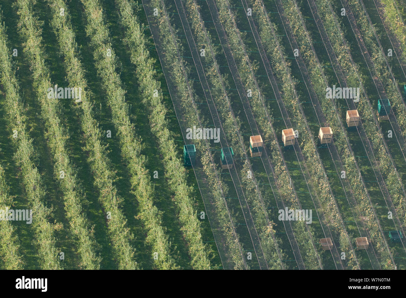Aerial view of apple orchard and crates for apples protected by nets ...