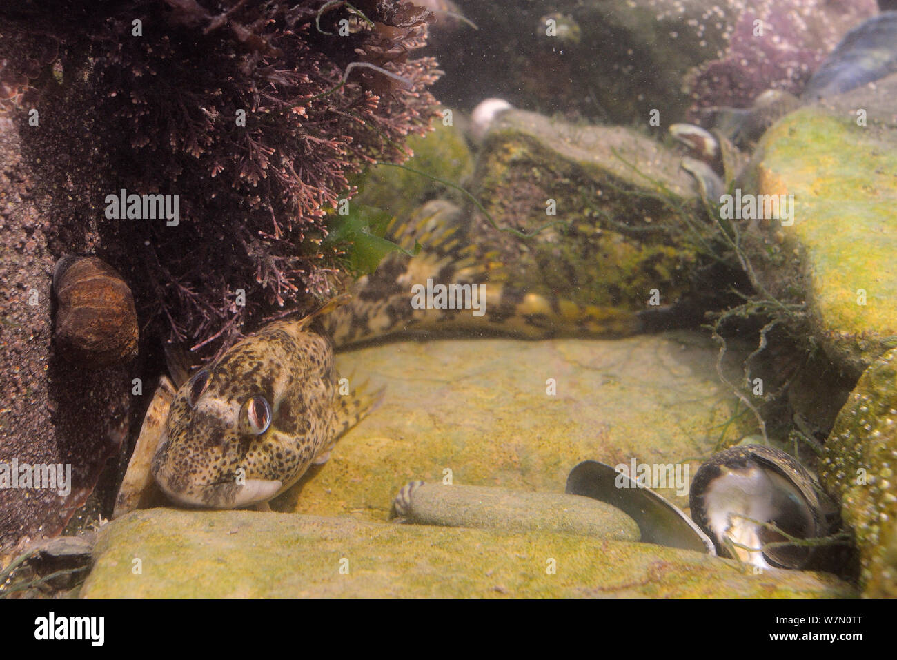 Common Blenny / Shanny (Lipophrys pholis) hiding under Coralweed ...