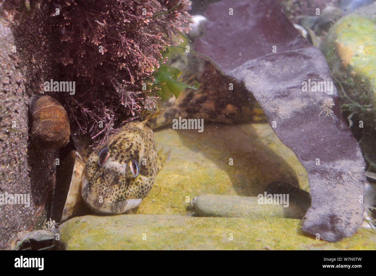 Seaweeds uk underwater hi-res stock photography and images - Alamy