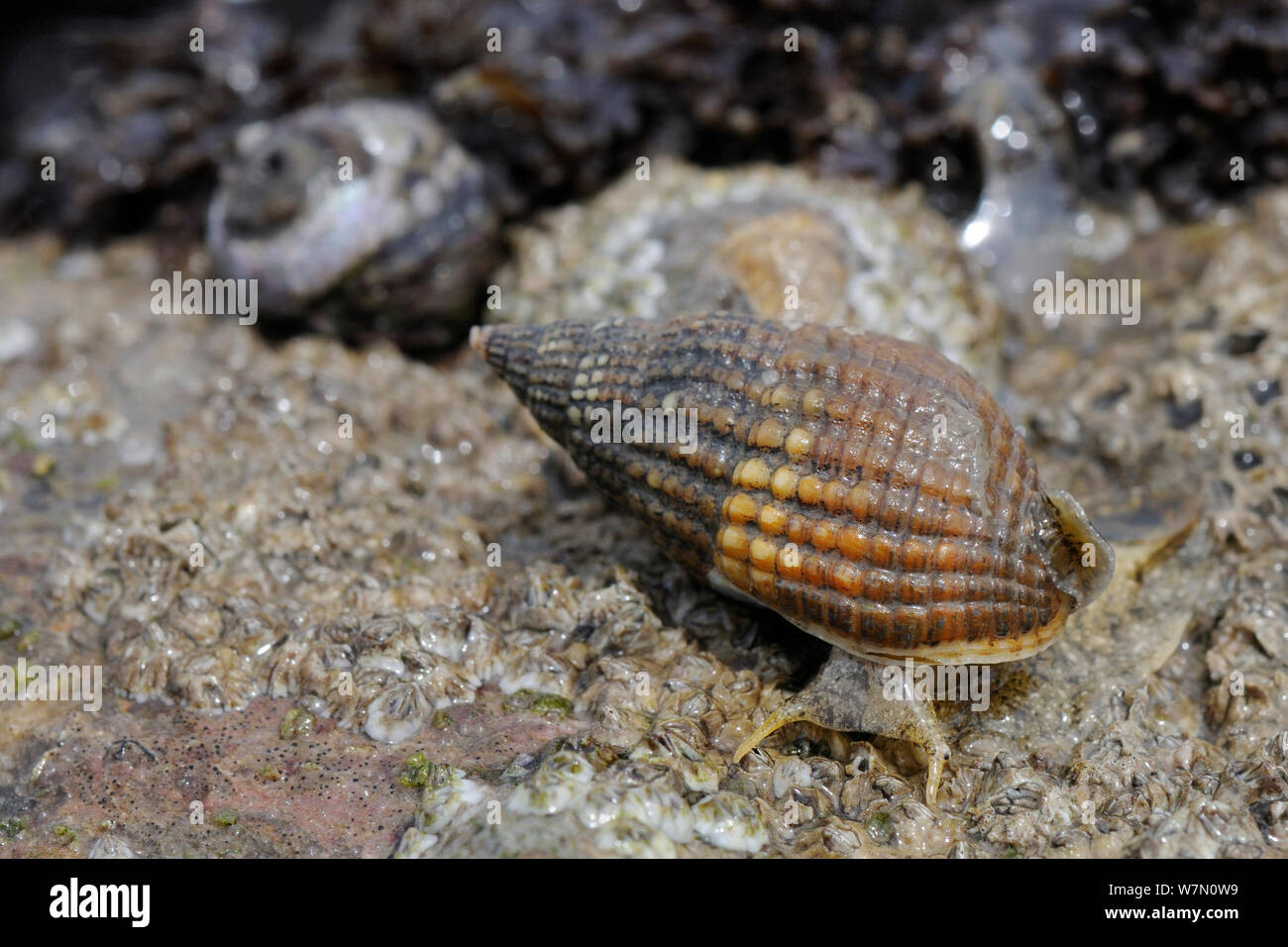 Netted dog whelk (Nassarius reticulatus) with tentacles and eyes ...