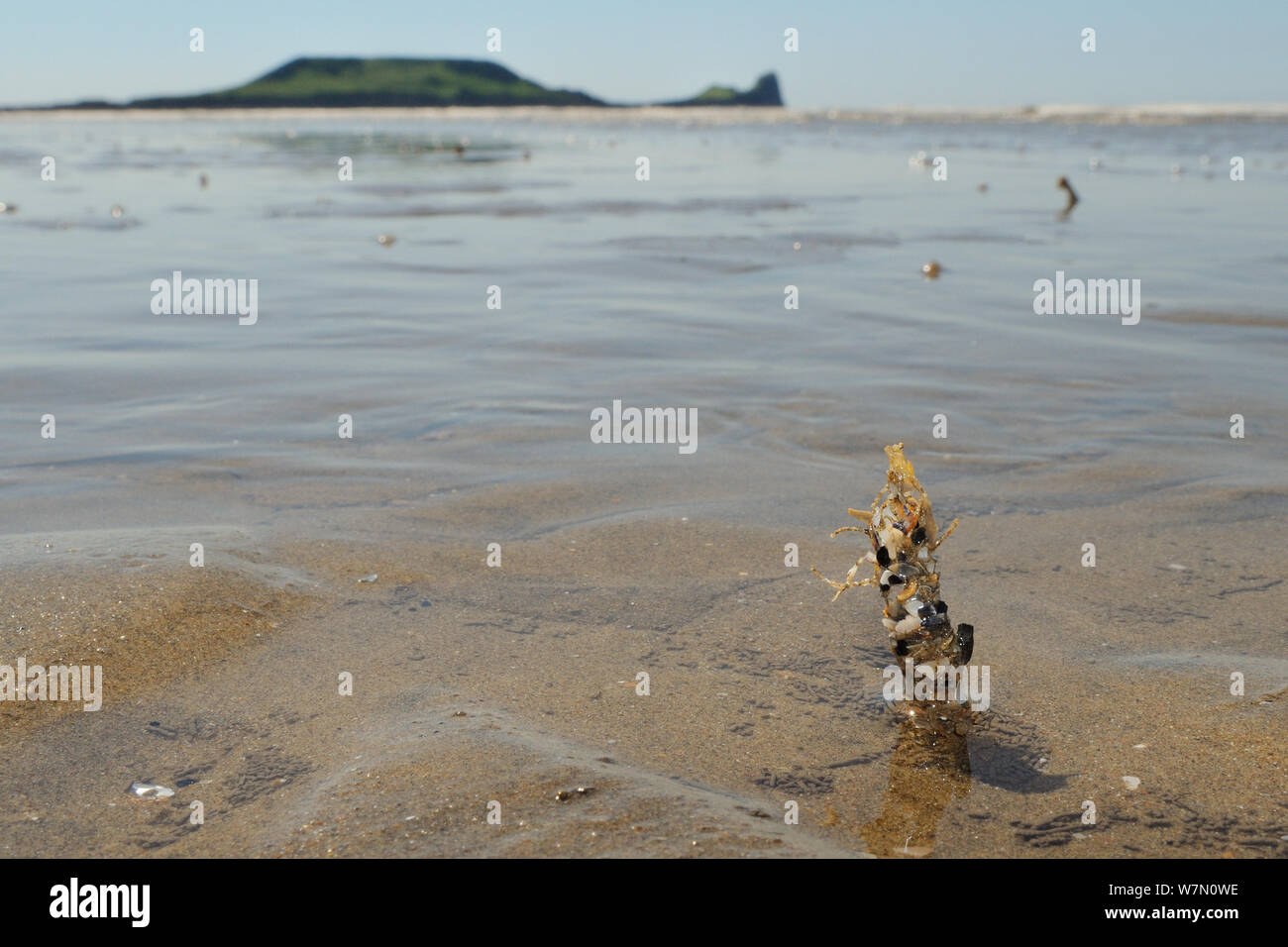 Uk tube worms hi-res stock photography and images - Alamy