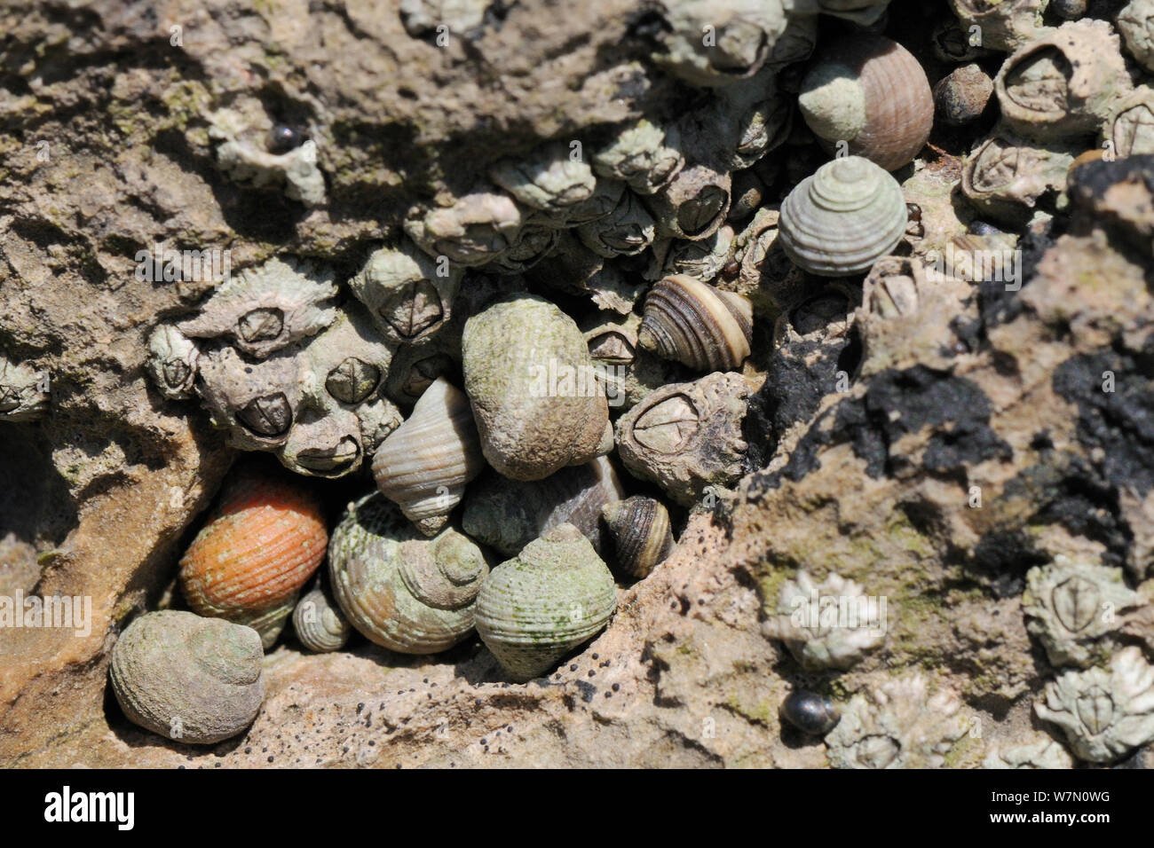 Rough periwinkles (Littorina saxatilis) with varied colours and ...