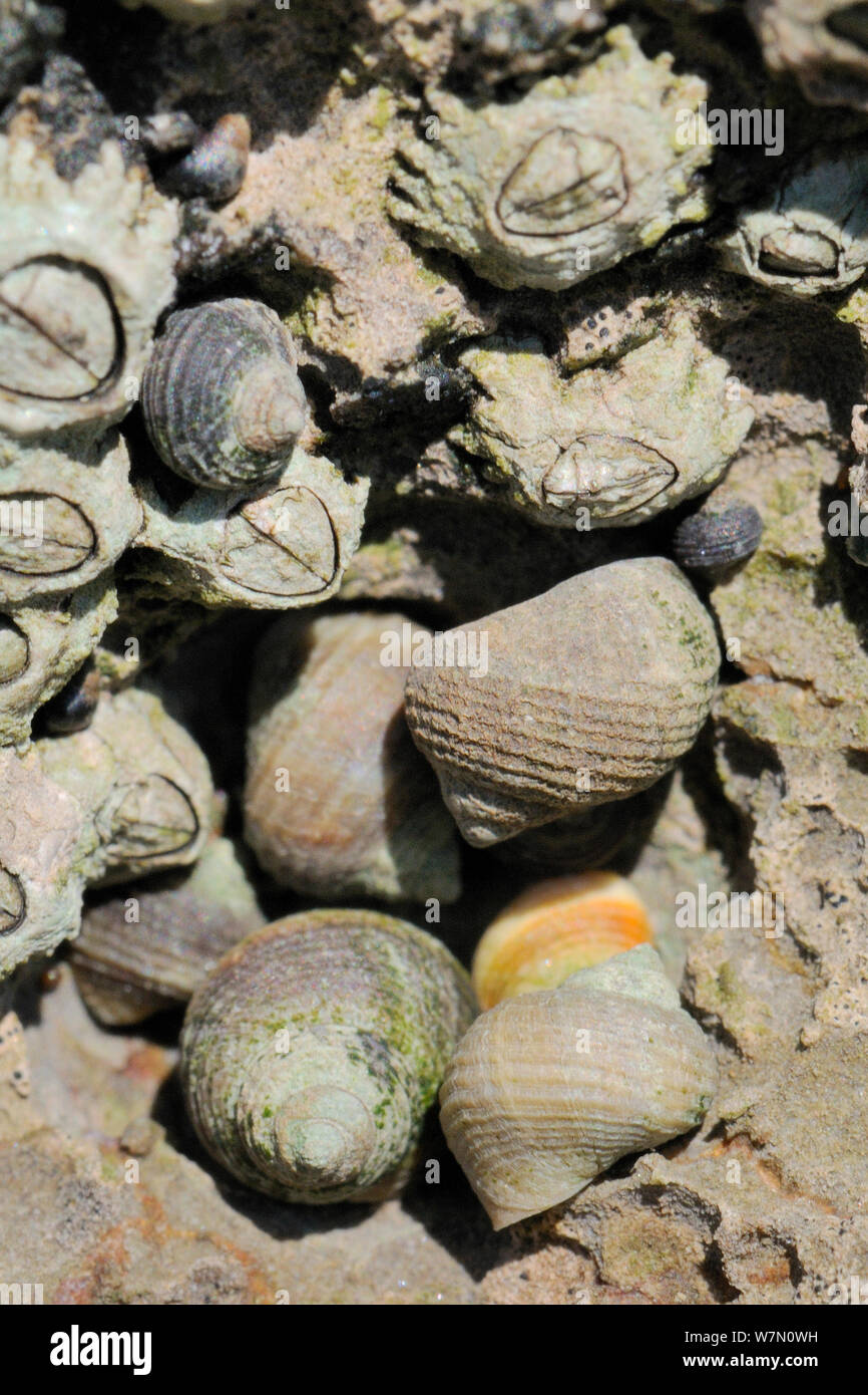 Group of periwinkles hi-res stock photography and images - Alamy