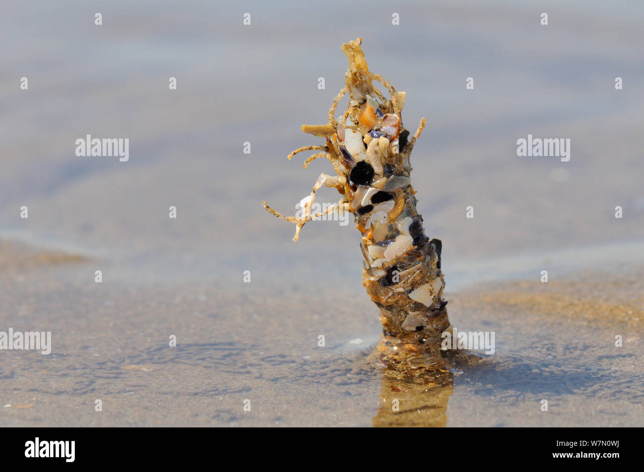 Sand mason worm (Lanice conchilega) fringed tube reinforced with sand ...