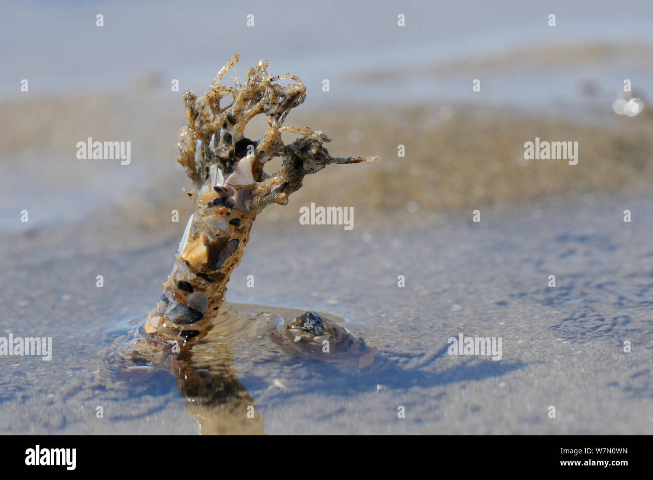 Sand mason worms lanice conchilega hi-res stock photography and images ...