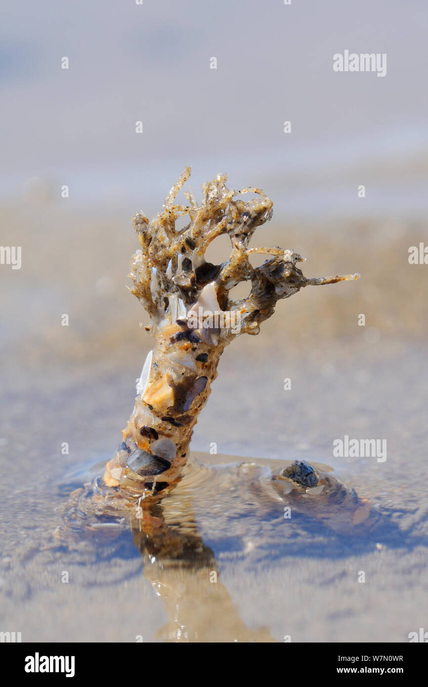 Sand mason worms lanice conchilega hi-res stock photography and images ...