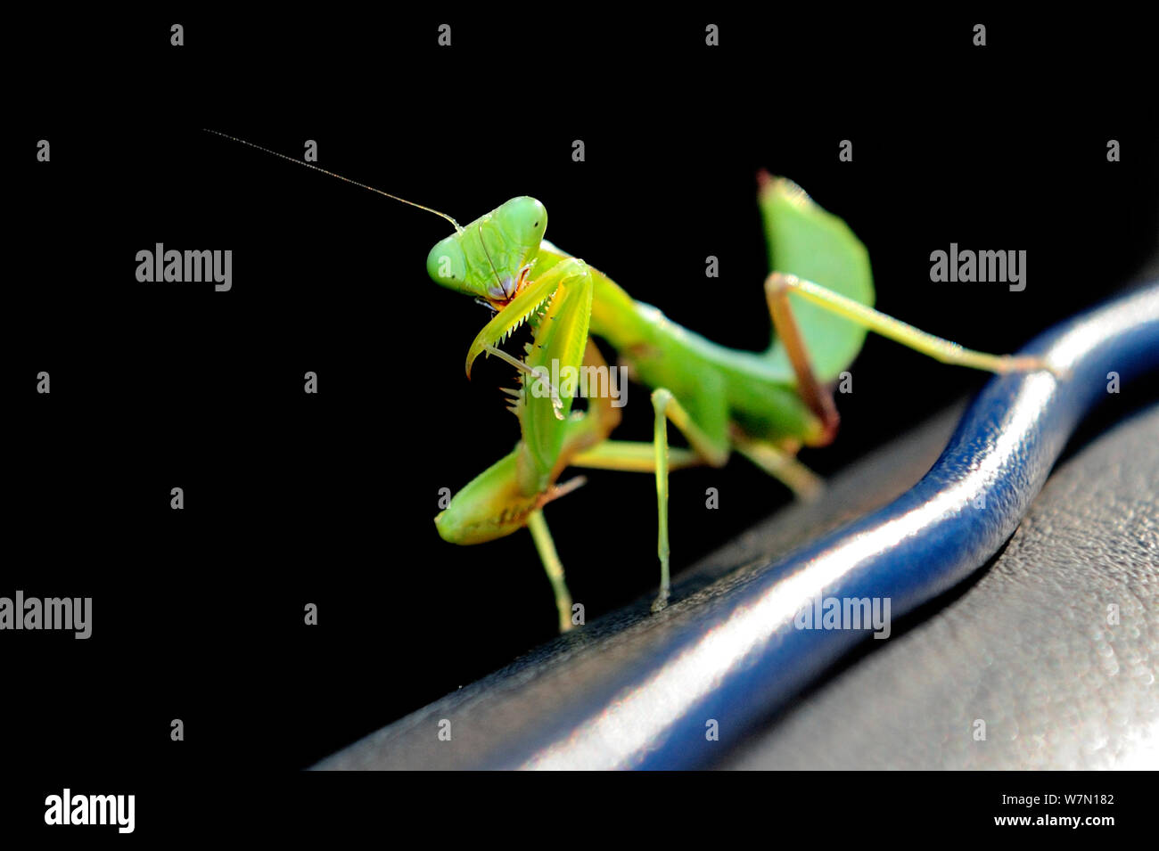 Australian praying mantis hi-res stock photography and images - Alamy