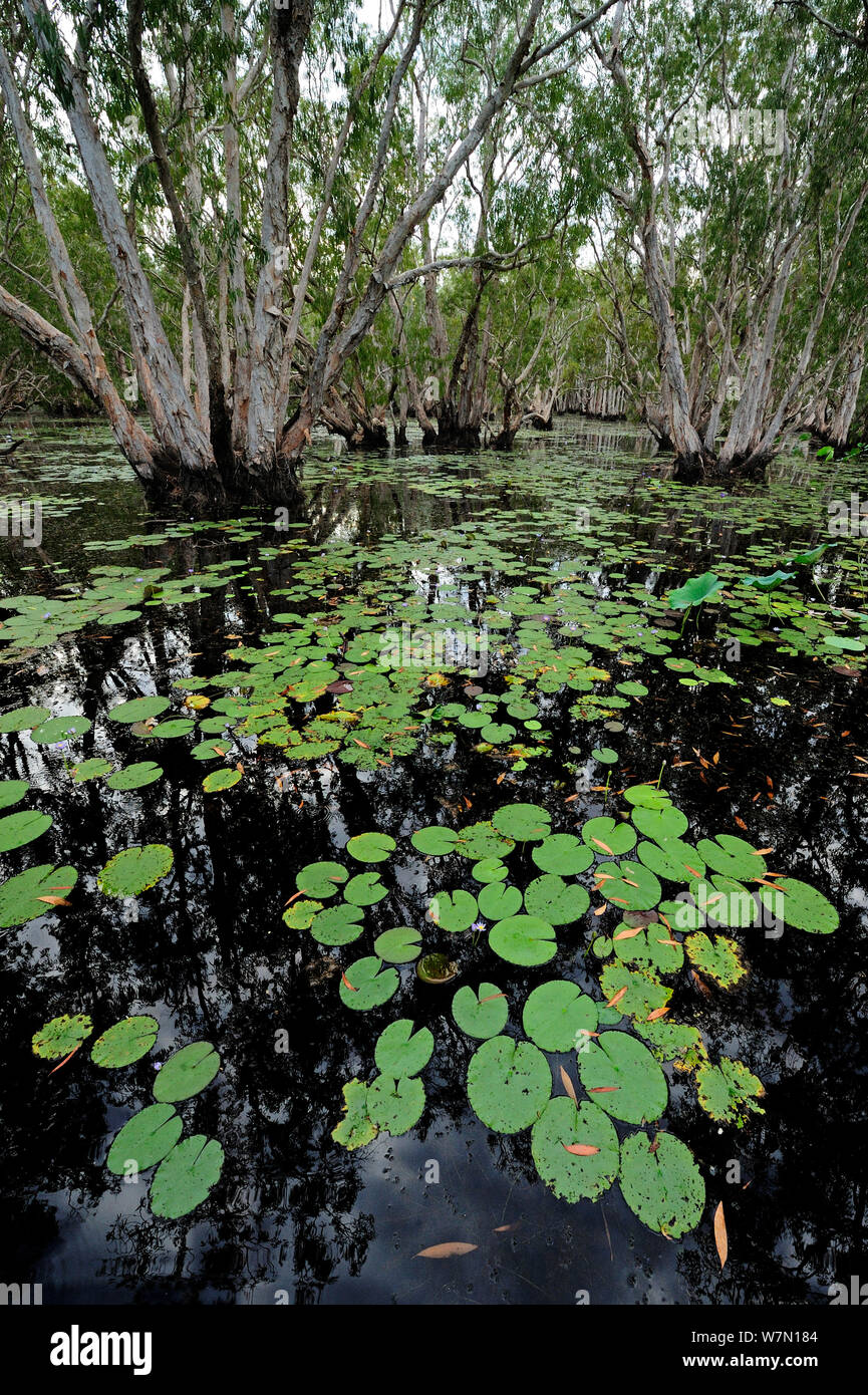 Vegetation north territory australia plants trees hi-res stock ...