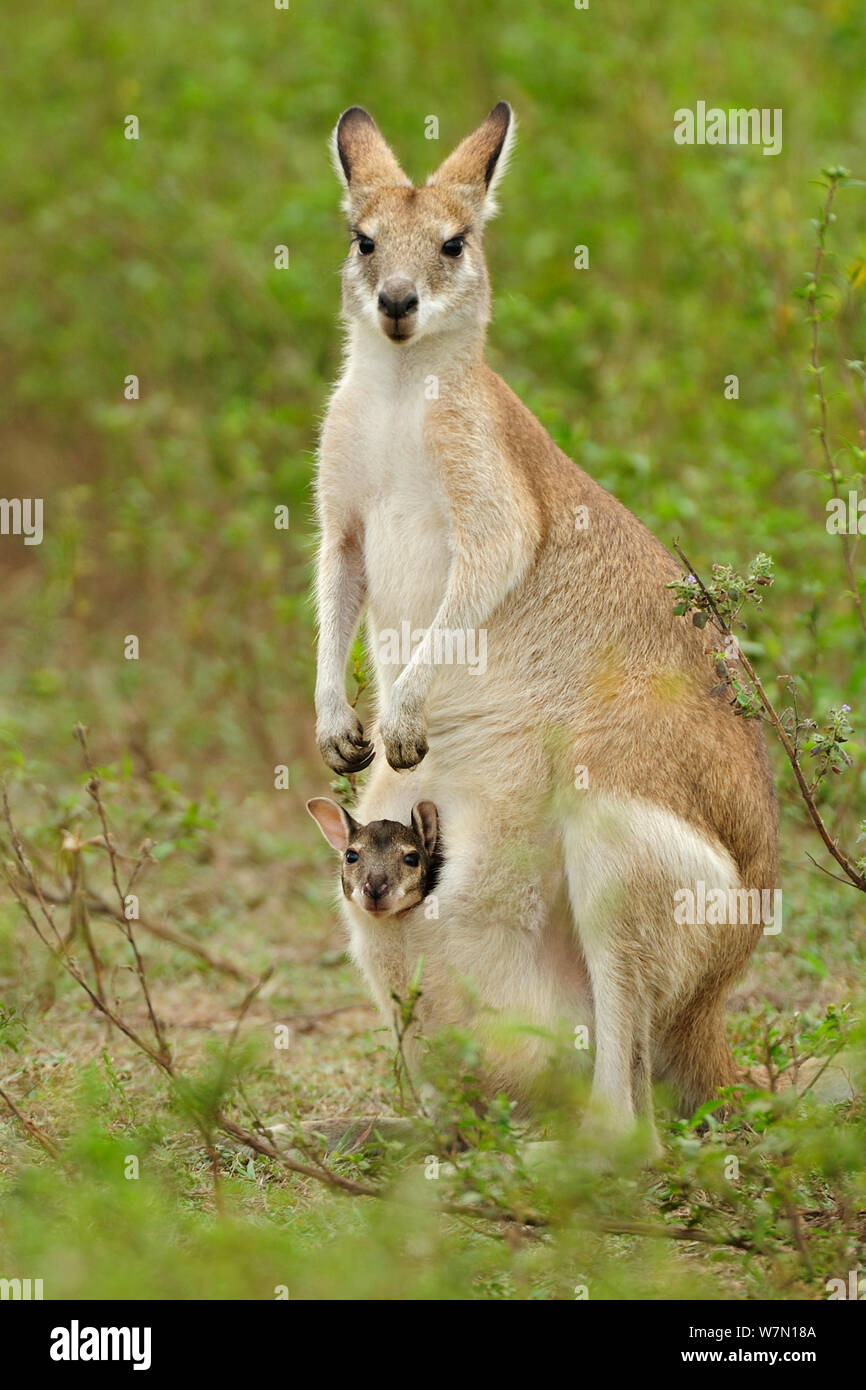 Agile wallaby (Macropus agilis) female with joey in pouch, Bamarru ...