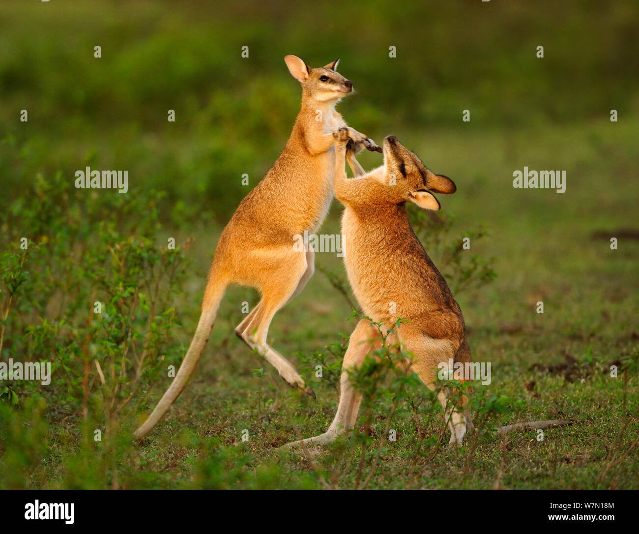 Wallabies jumping hi-res stock photography and images - Alamy