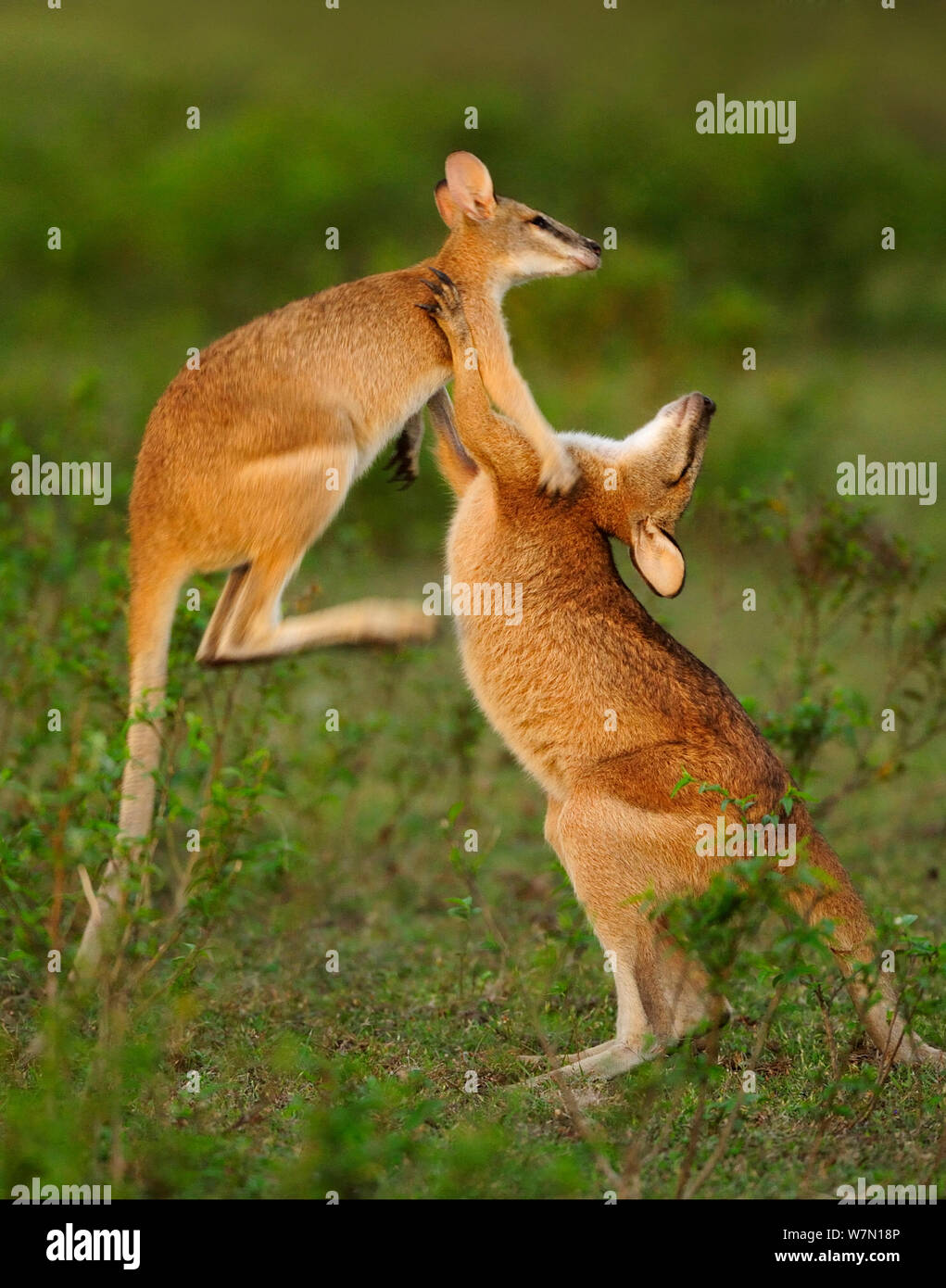 Agile wallabies (Macropus agilis) sparring and fighting, Bamarru Plains ...