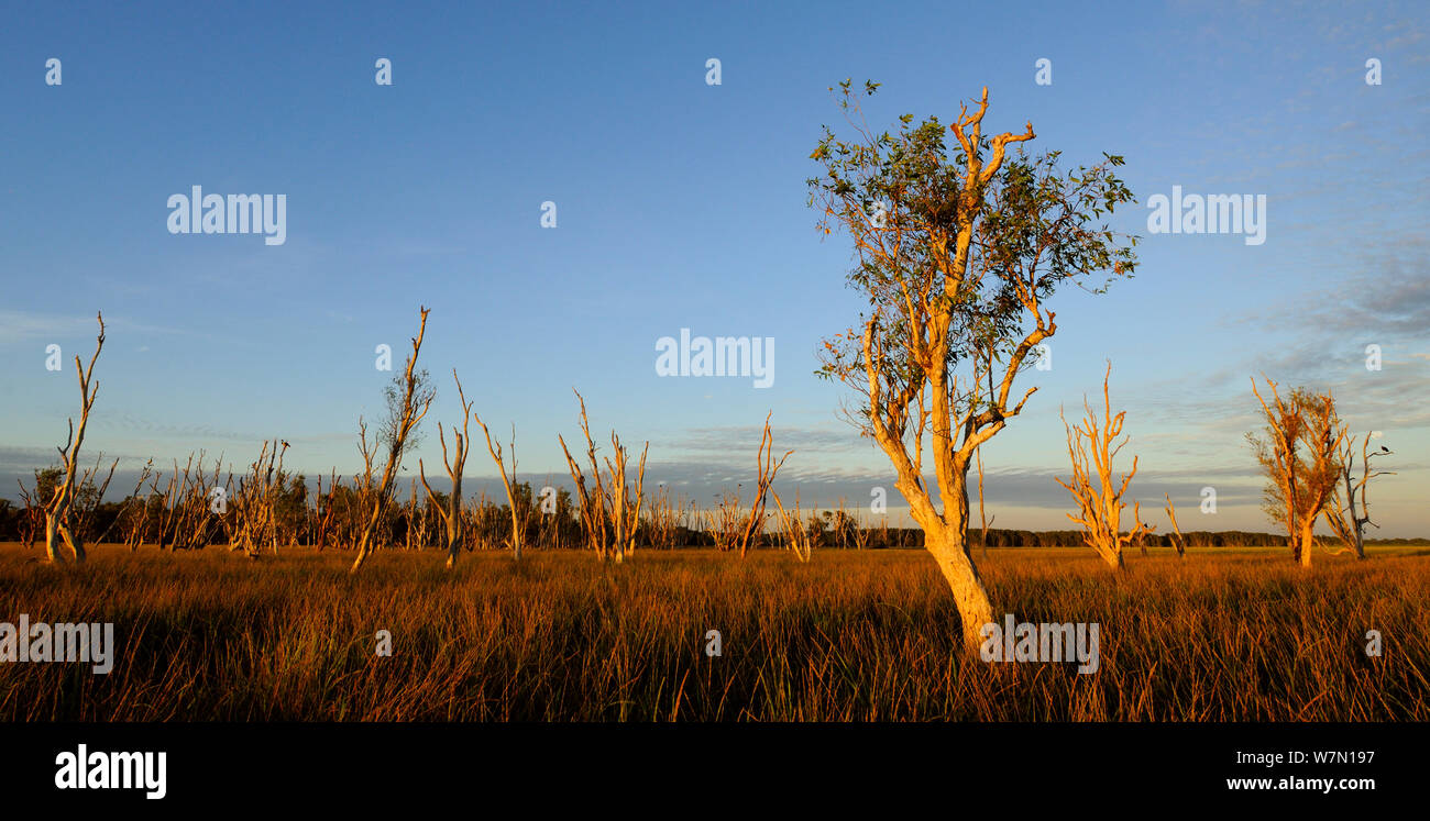 Habitat australia hi-res stock photography and images - Alamy