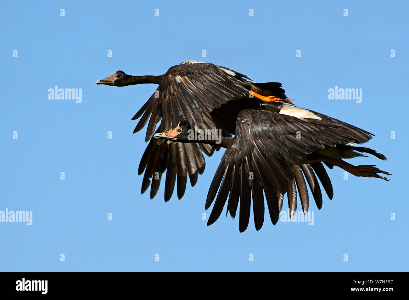 Magpie geese (Anseranas semipalmata) pair in flight Bamarru Plains ...