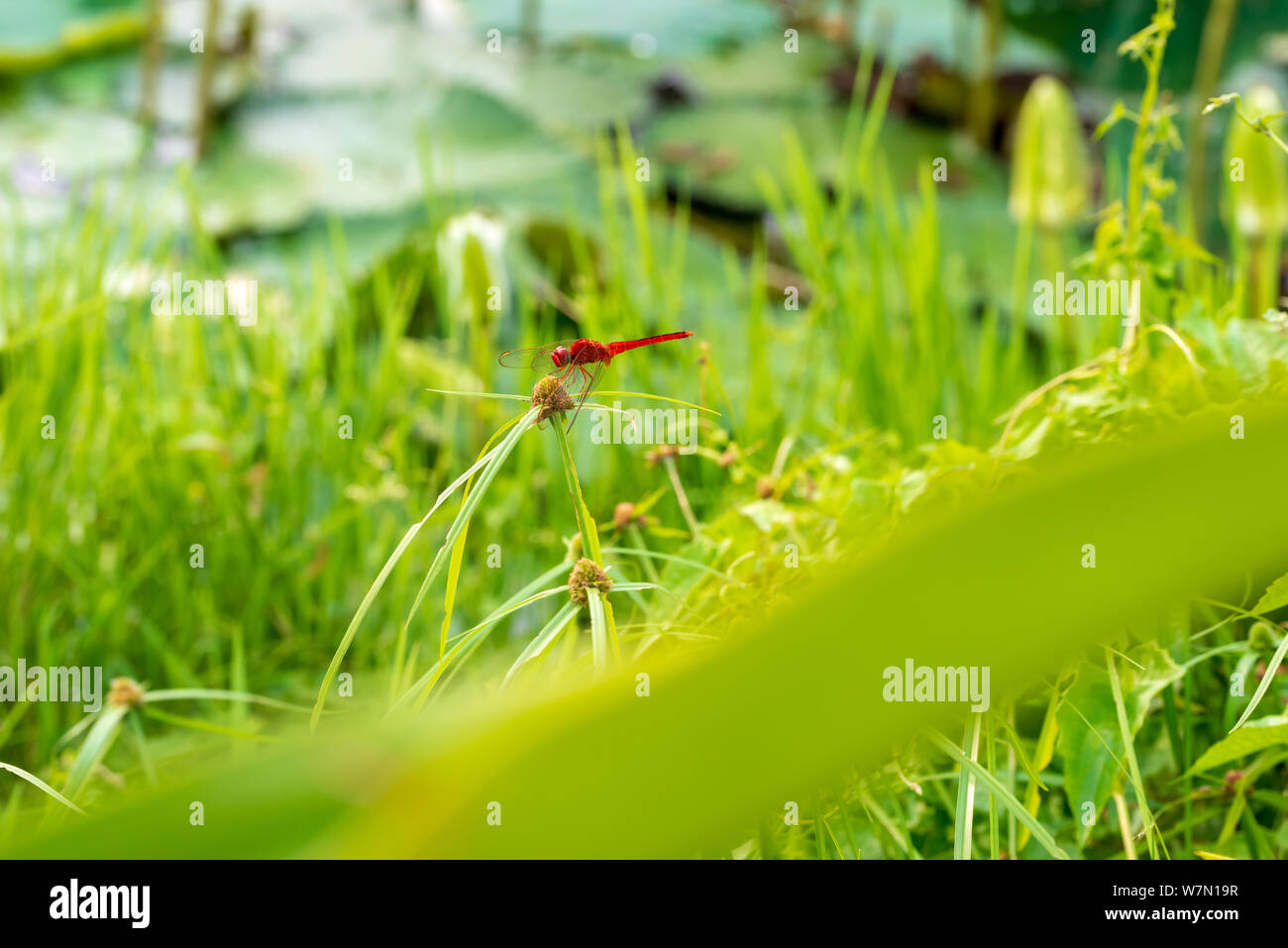 Water glider insect hi-res stock photography and images - Alamy