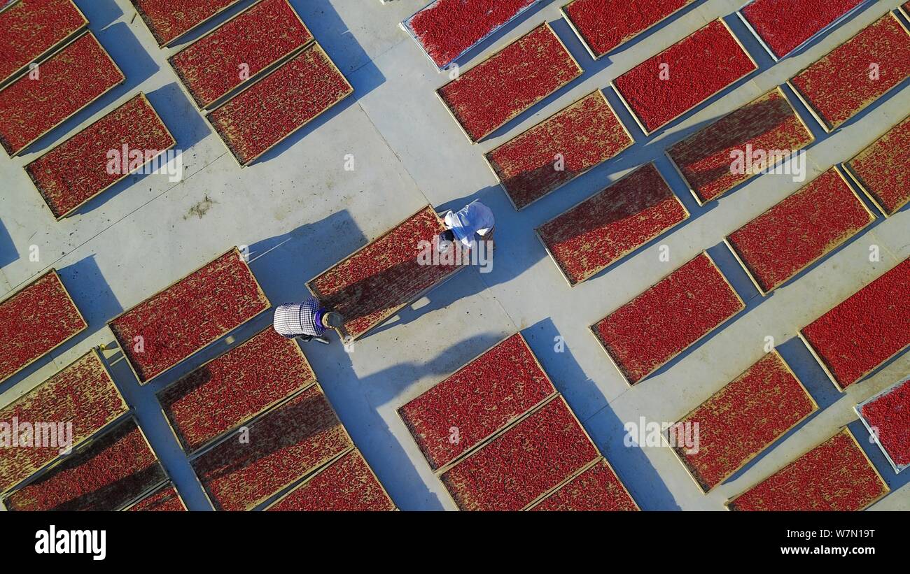 Aerial view of goji berries dried in the sun at Yuli county, Bayingolin ...