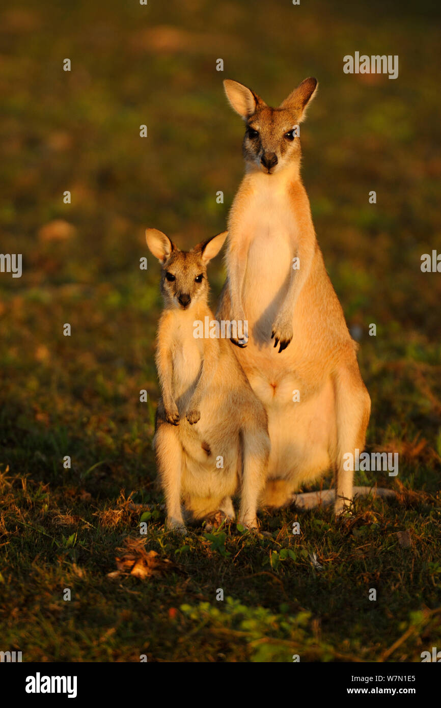 Agile wallaby (Macropus agilis) female with youngster, Bamarru Plains ...
