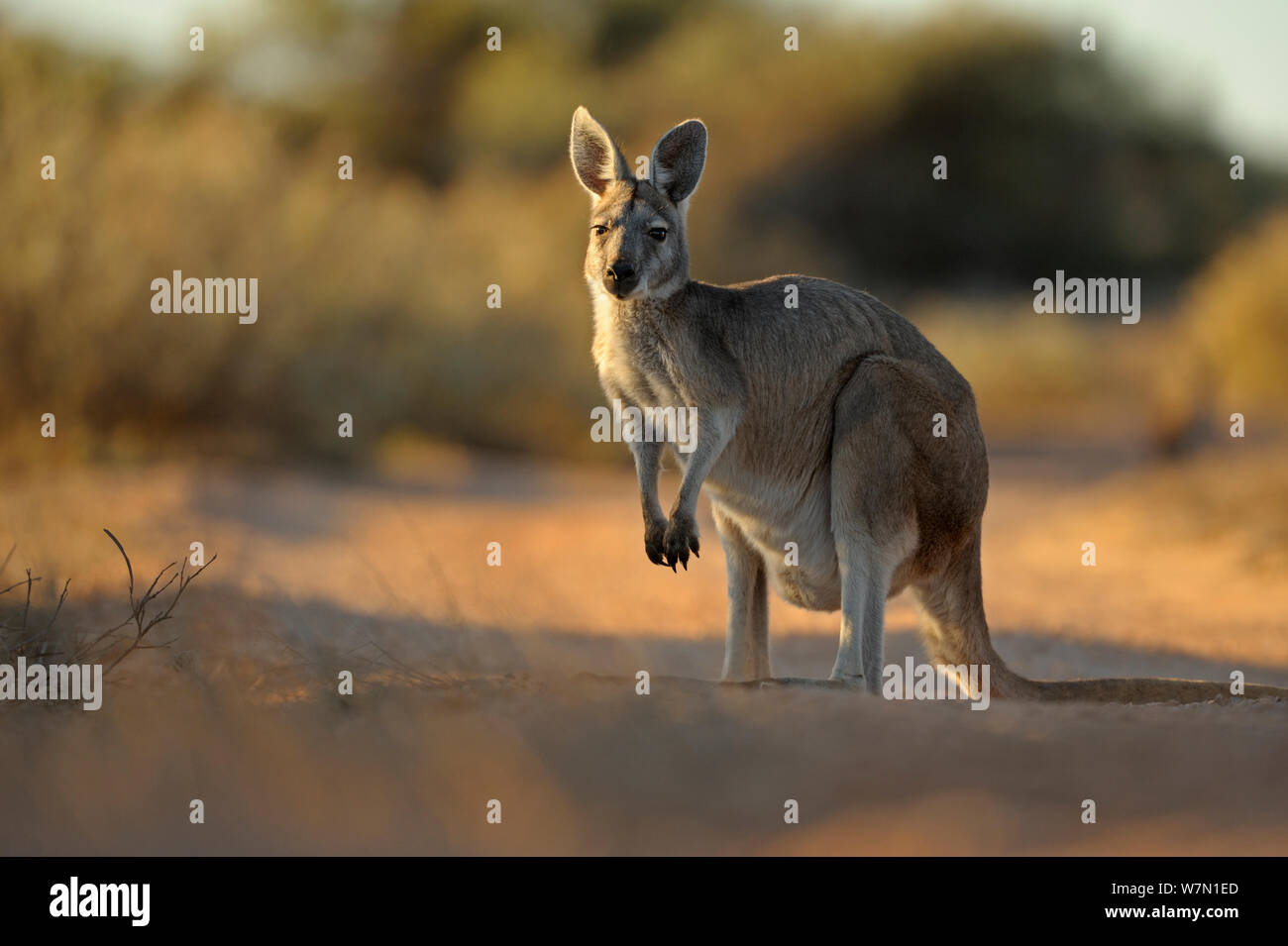 Common wallaroo (Macropus robustus) in late sunlight, Sal Salis ...