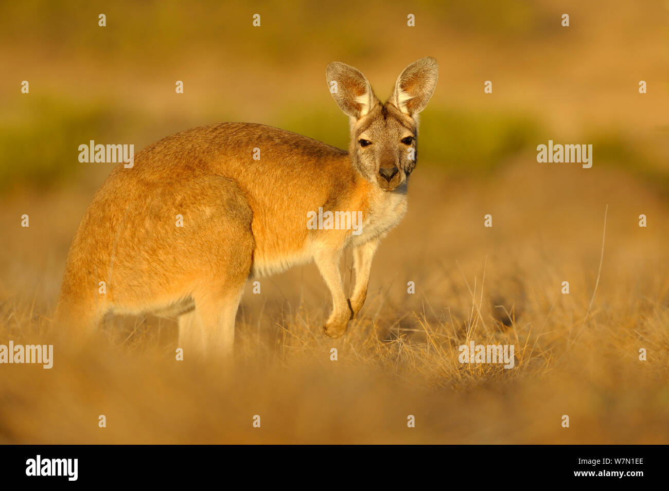 Common wallaroo (Macropus robustus) in late sunlight, Sal Salis ...