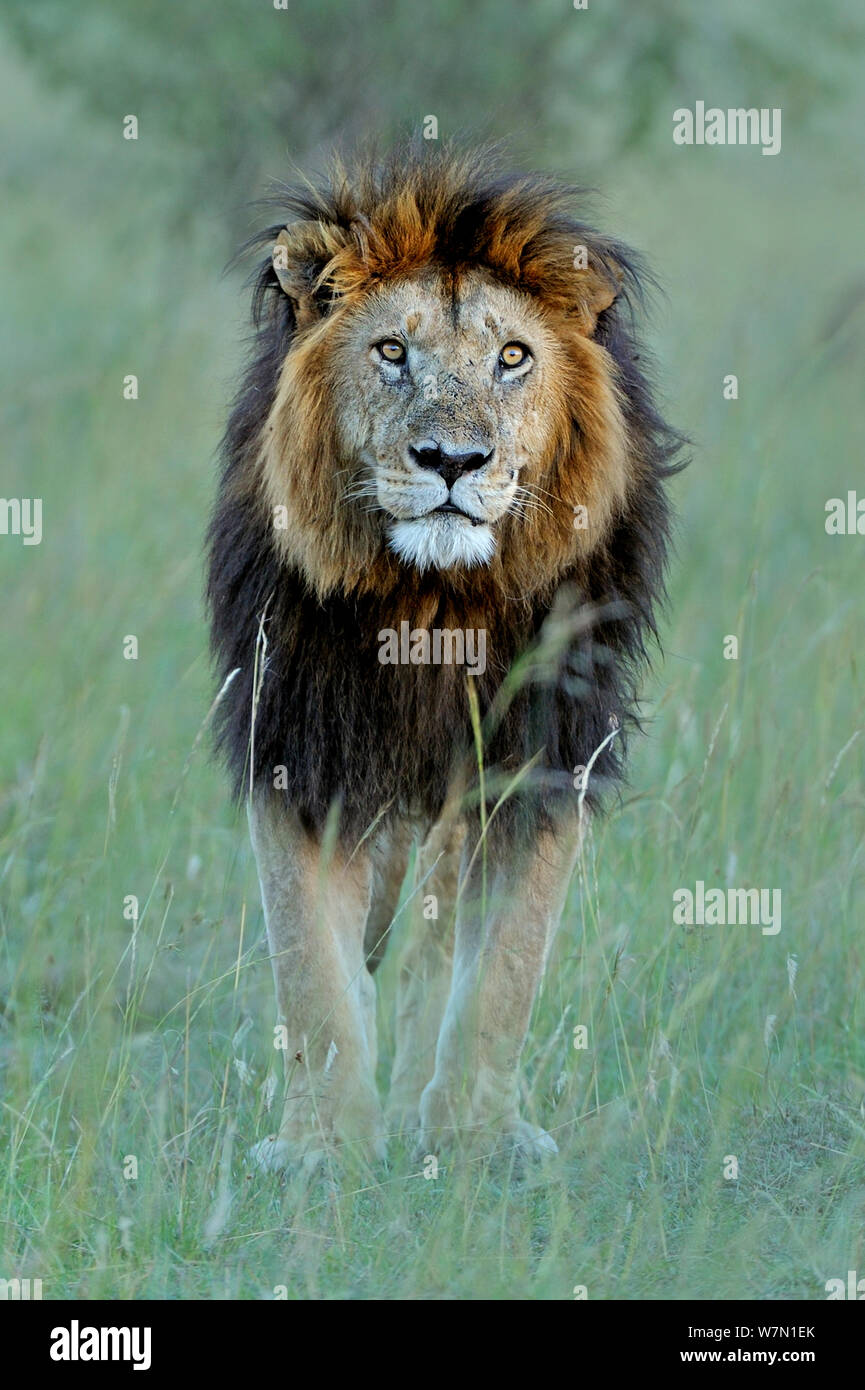 African lion (Panthera leo) male called Notch, made famous from Disney ...
