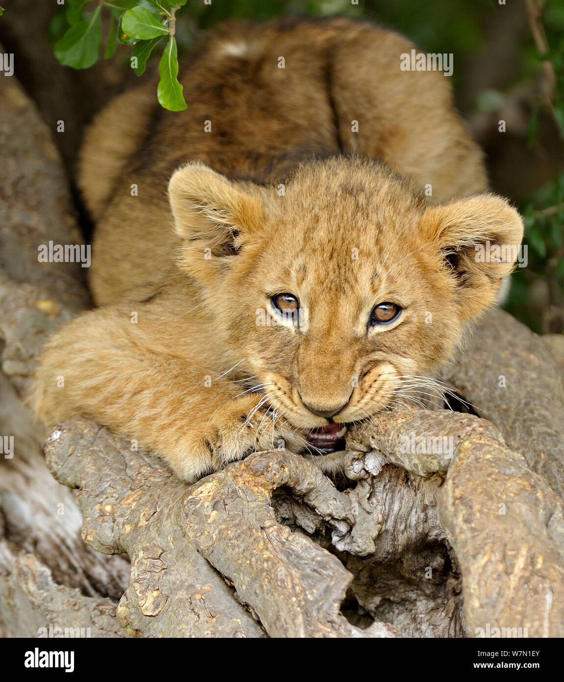 African lion (Panthera leo) cub chewing log, Masai Mara National ...