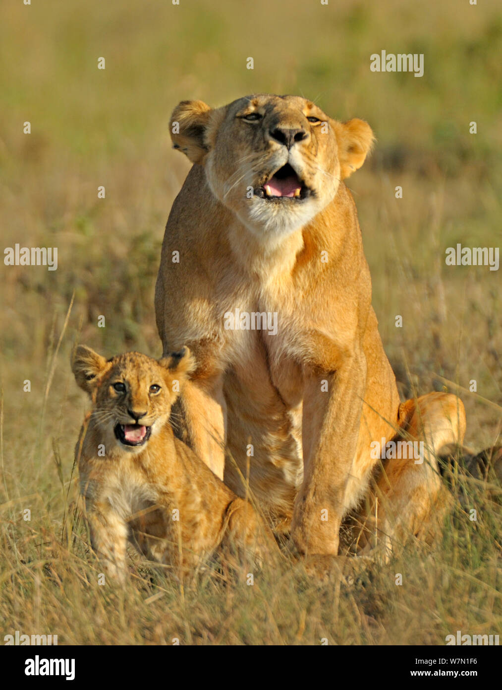 Lion calling cubs hi-res stock photography and images - Alamy