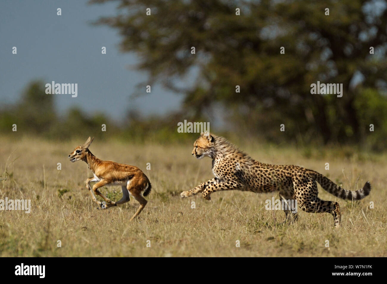 Cheetah chasing gazelle hi-res stock photography and images - Alamy